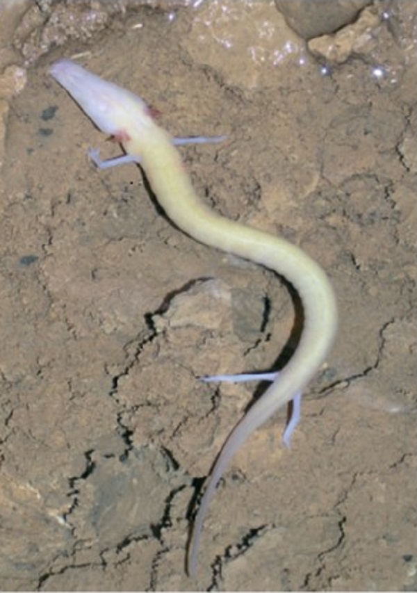 Zaštićene i ugrožene životinjske vrste u Šibensko-kninskoj županiji ...