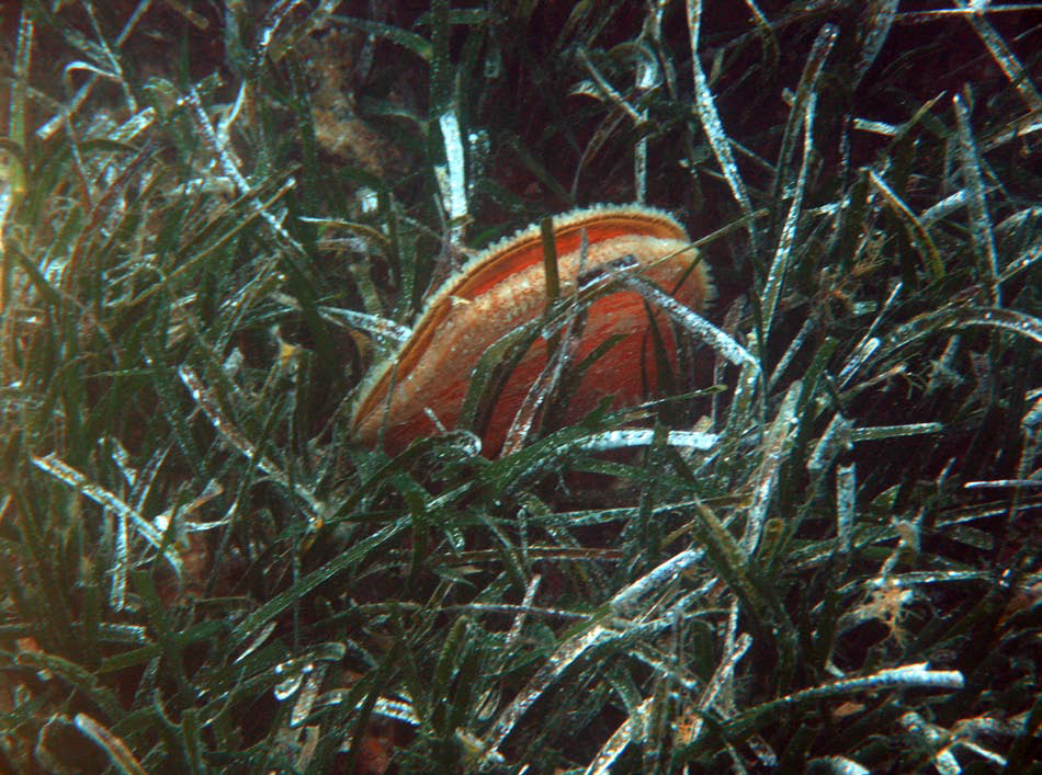 Fauna • Javna ustanova Priroda Šibensko-kninske županije