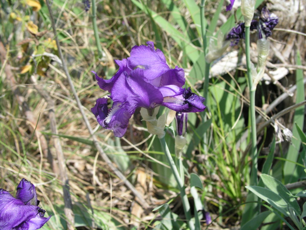 Flora • Javna ustanova Priroda Šibensko-kninske županije