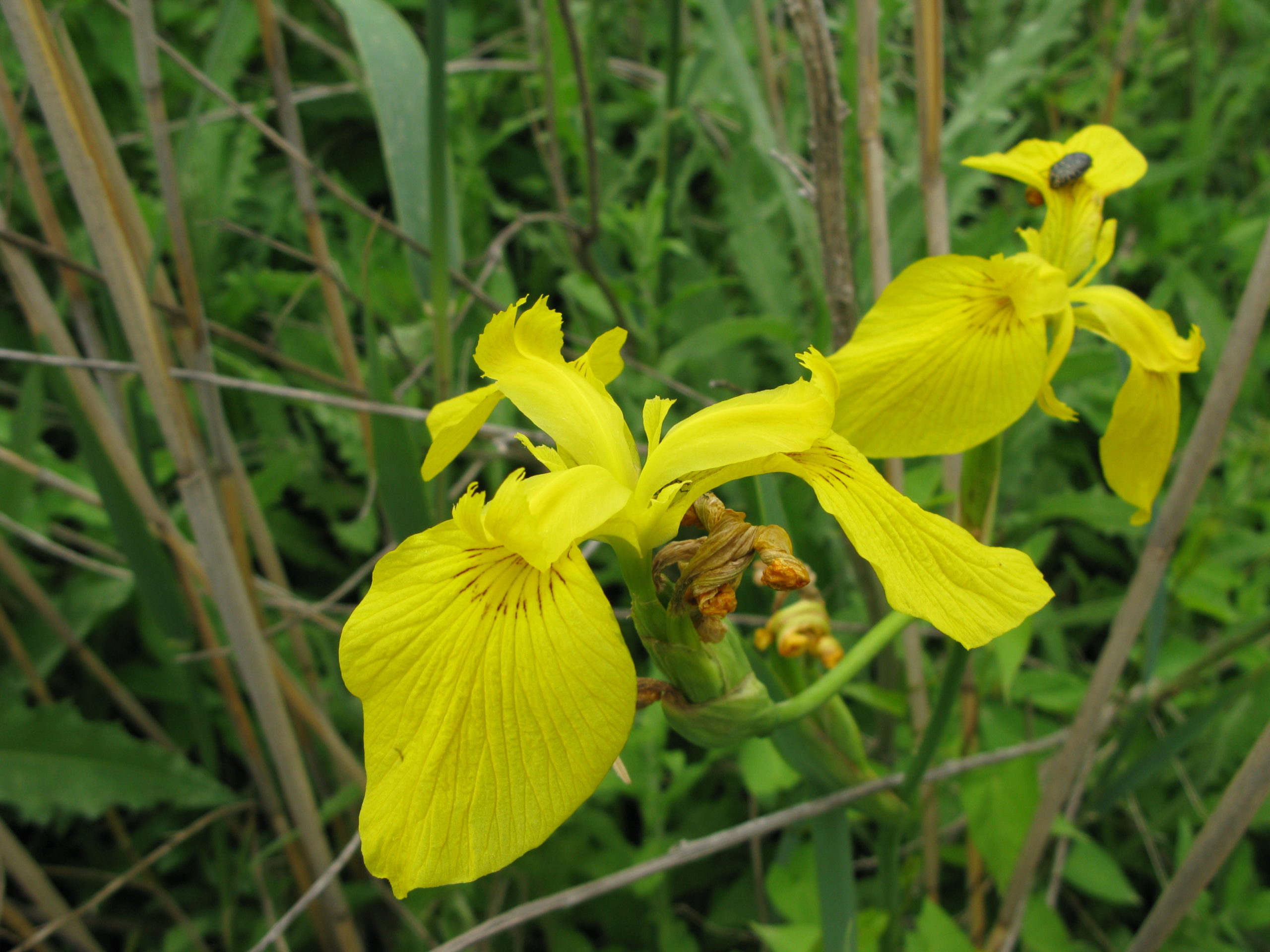 Flora • Javna ustanova Priroda Šibensko-kninske županije