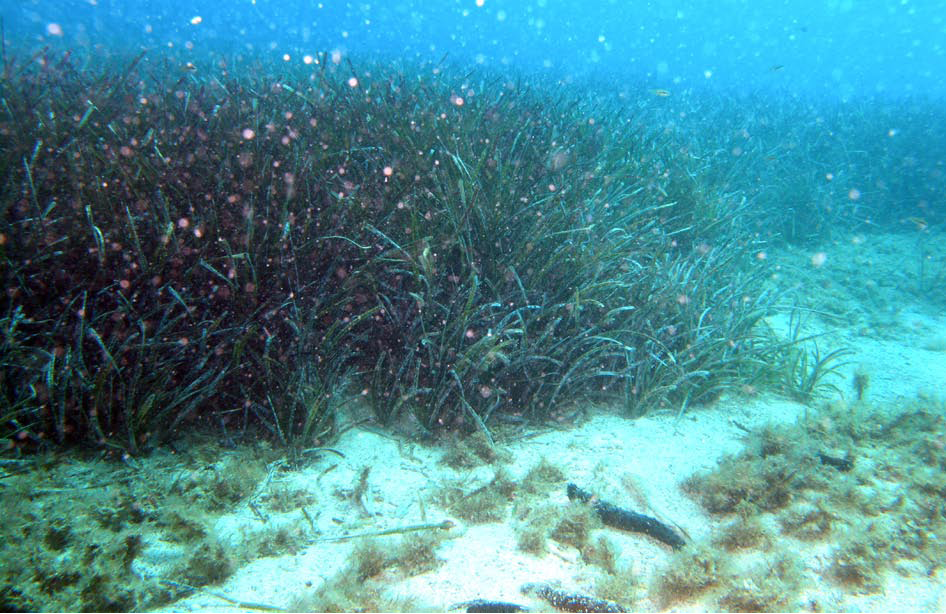 Flora • Javna ustanova Priroda Šibensko-kninske županije
