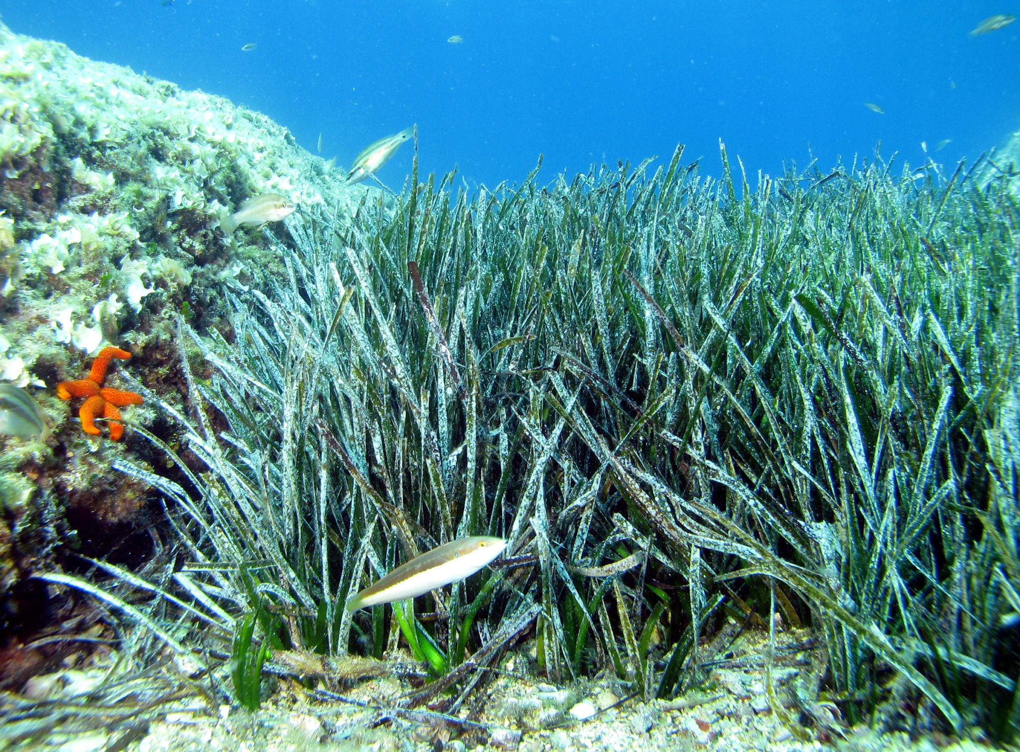 Zaštićene i ugrožene biljne vrste u Šibensko-kninskoj županiji • Javna ...